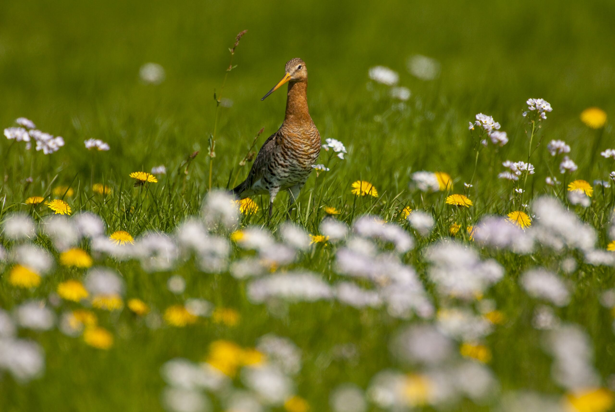 Grutto! De Reis van onze Nationale Vogel - De Meerpaal